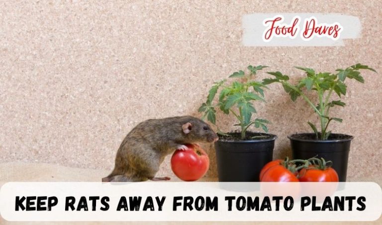 How To Keep Rats Away From Tomato Plants | Vegetables?