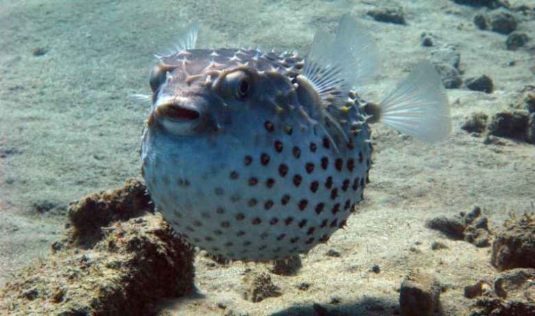 Can You Eat Pufferfish | Mystery Behind this Deadly Delicacy